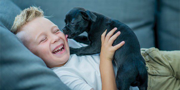 Did You Recently Get A New Pet? 6 Things You Need to Know • Southwest ...